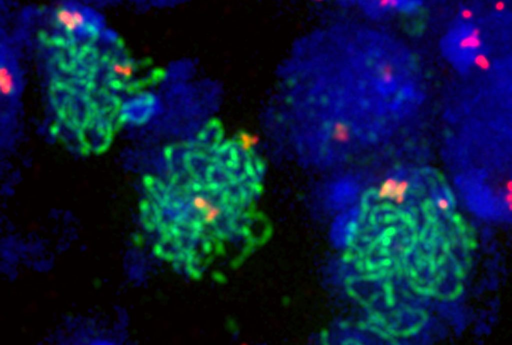 Evolution and Development of Germ Cells – Jean-René Huynh Lab at ...